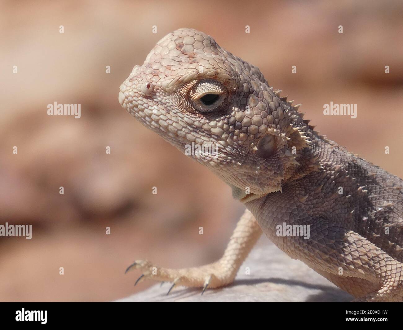 Agame hi-res stock photography and images - Alamy