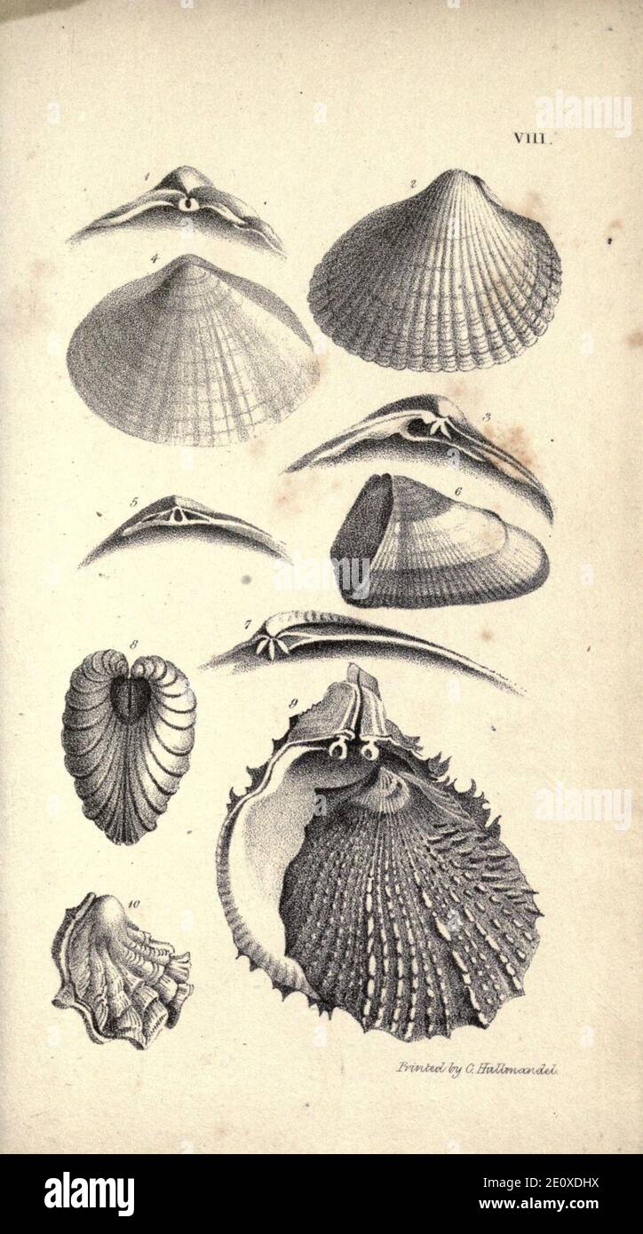 Lessons on shells (Plate VIII) (8958937262 Stock Photo - Alamy