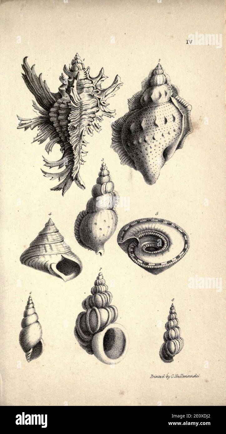 Lessons on shells (Plate IV) (8958926914 Stock Photo - Alamy