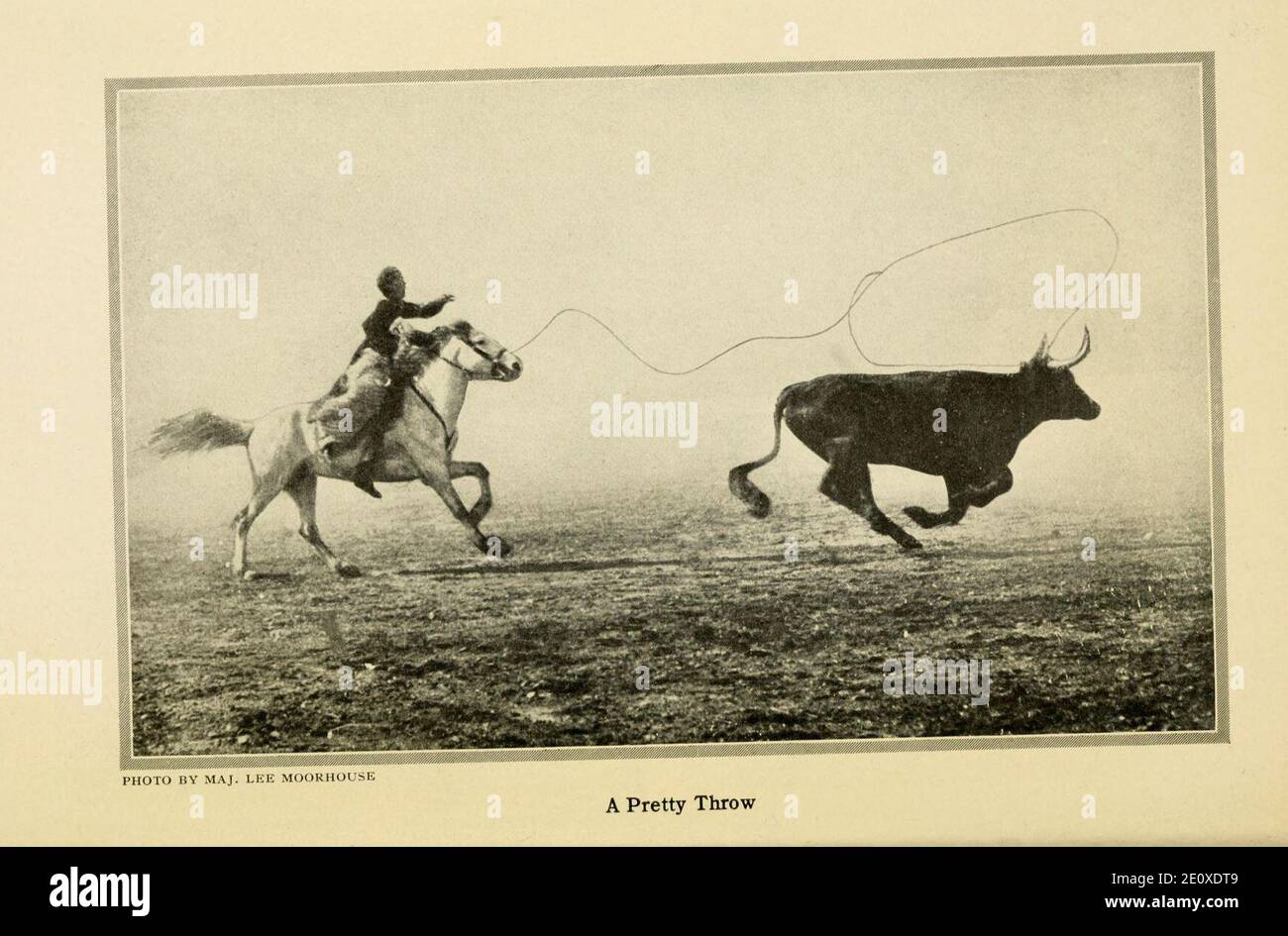 Let 'er buck Stock Photo - Alamy