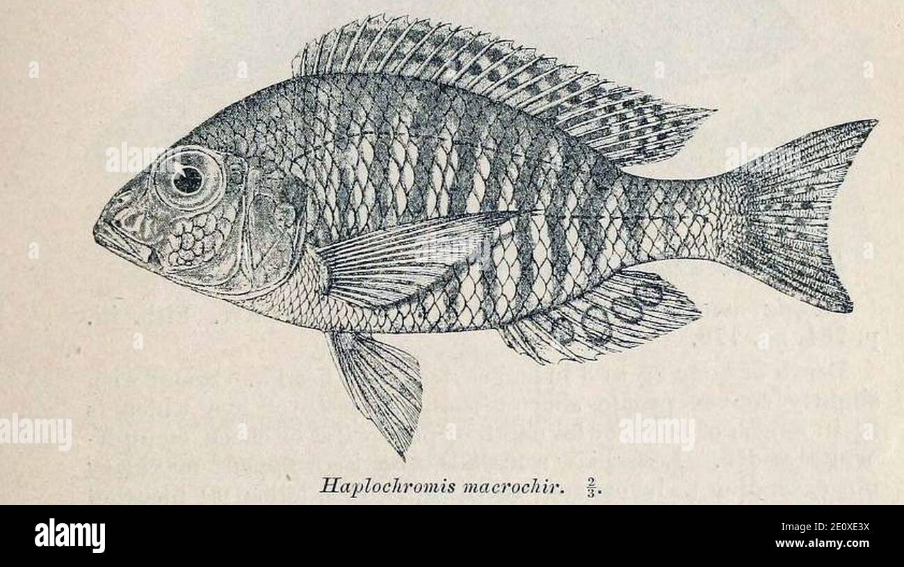 Macrochir hi-res stock photography and images - Alamy