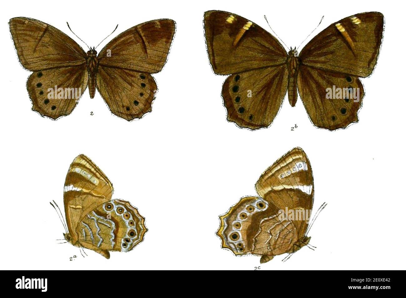 Lethe hi-res stock photography and images - Alamy