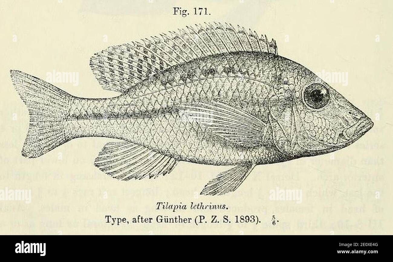 Lethrinops hi-res stock photography and images - Alamy