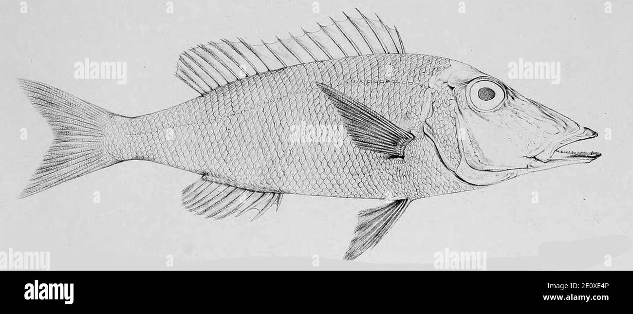Lethrinus Olivaceus High Resolution Stock Photography and Images - Alamy