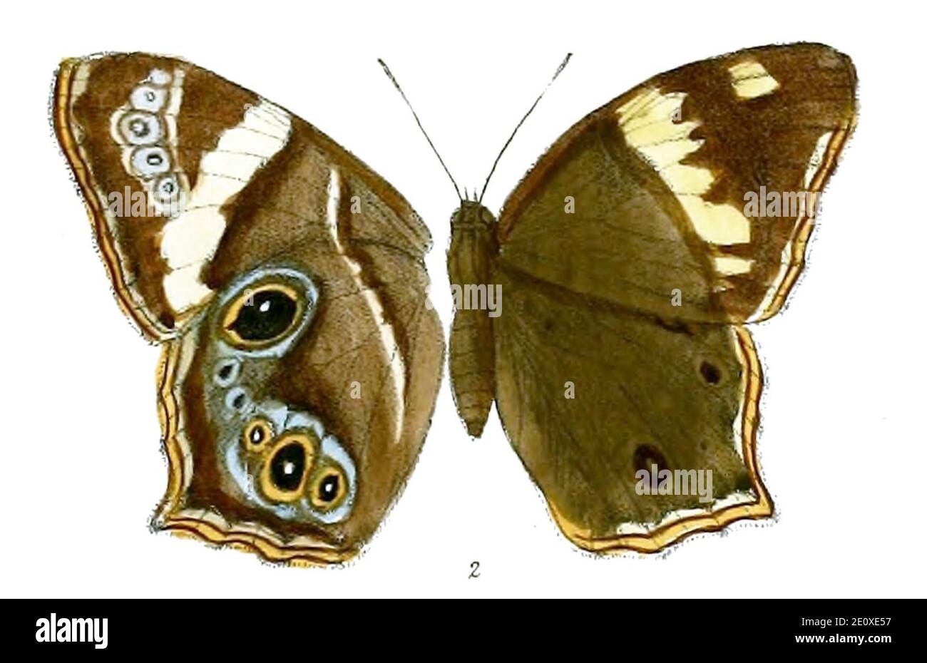 Lethe europa hi-res stock photography and images - Alamy