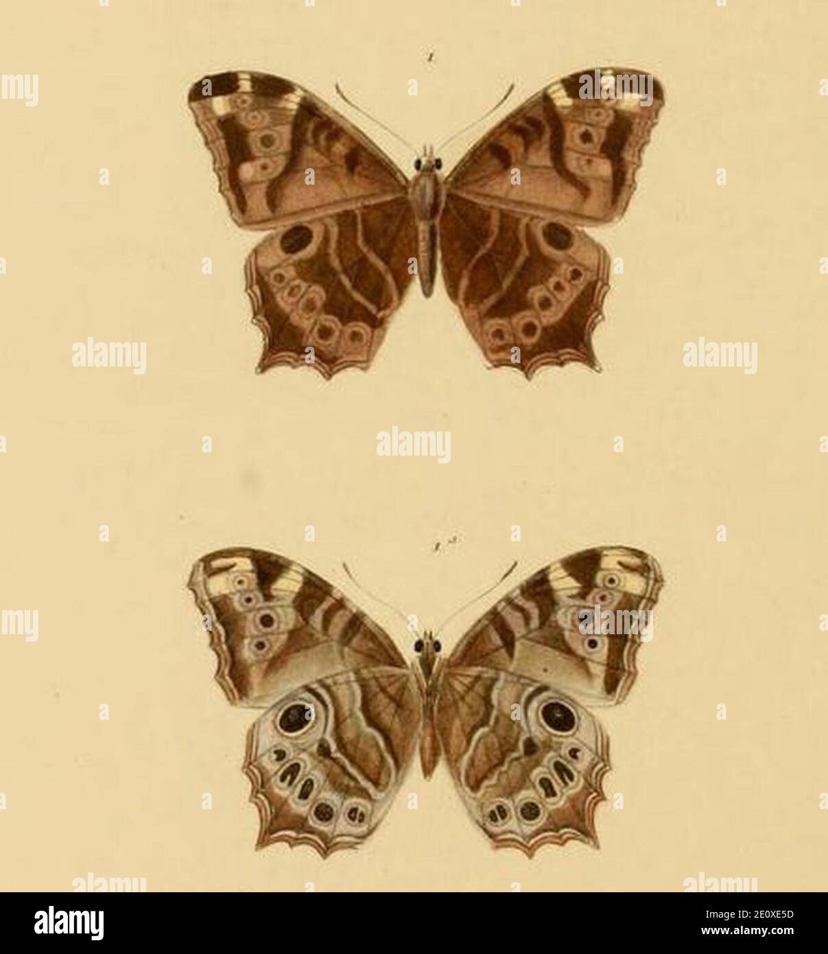 Lethe hi-res stock photography and images - Alamy