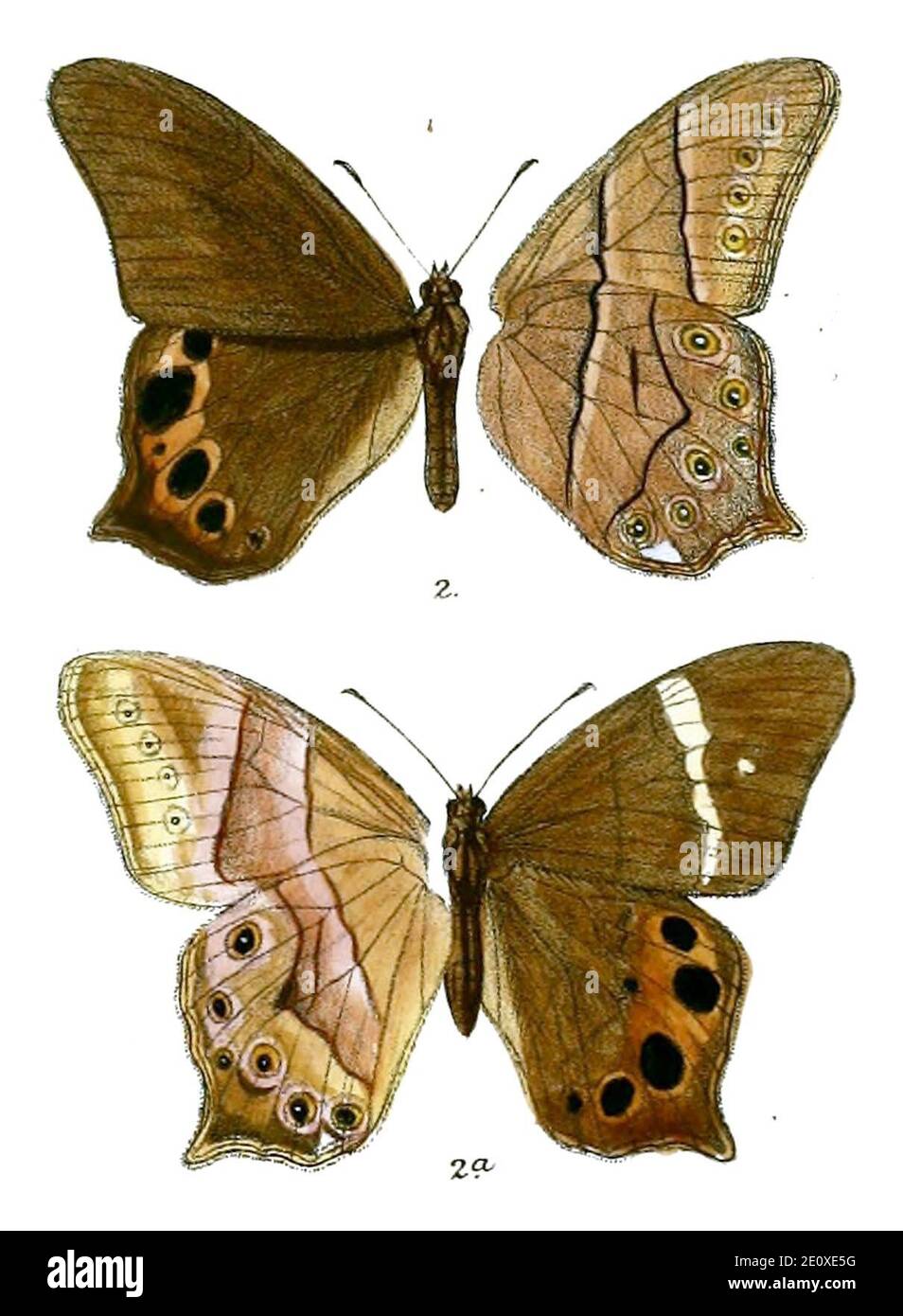 Lethe samio 78 2 Stock Photo - Alamy