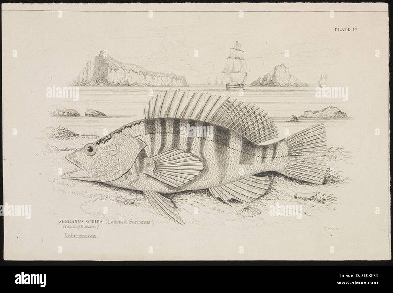 Lettered Serramus (Serranus scriba) by James Hope Stewart Stock Photo ...