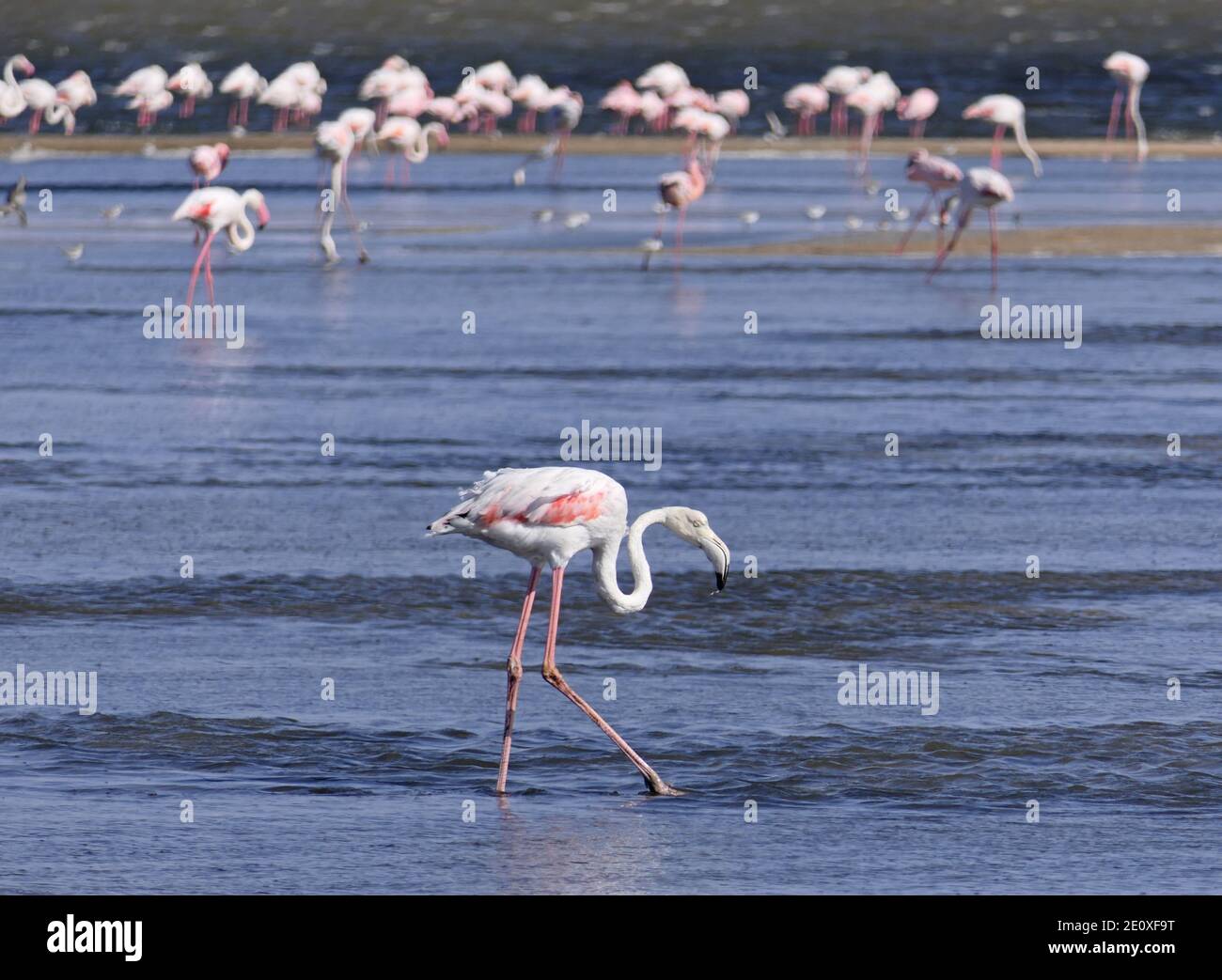Flamingos Near Walvis Bay, Namibia Stock Photo - Alamy