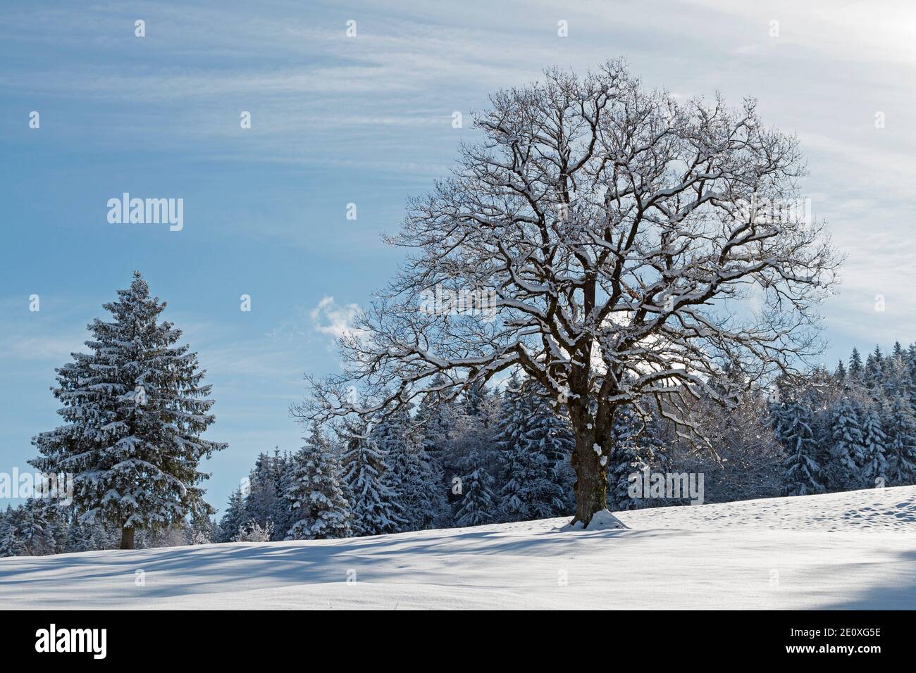 Winter tree without leaves covered hi-res stock photography and images ...