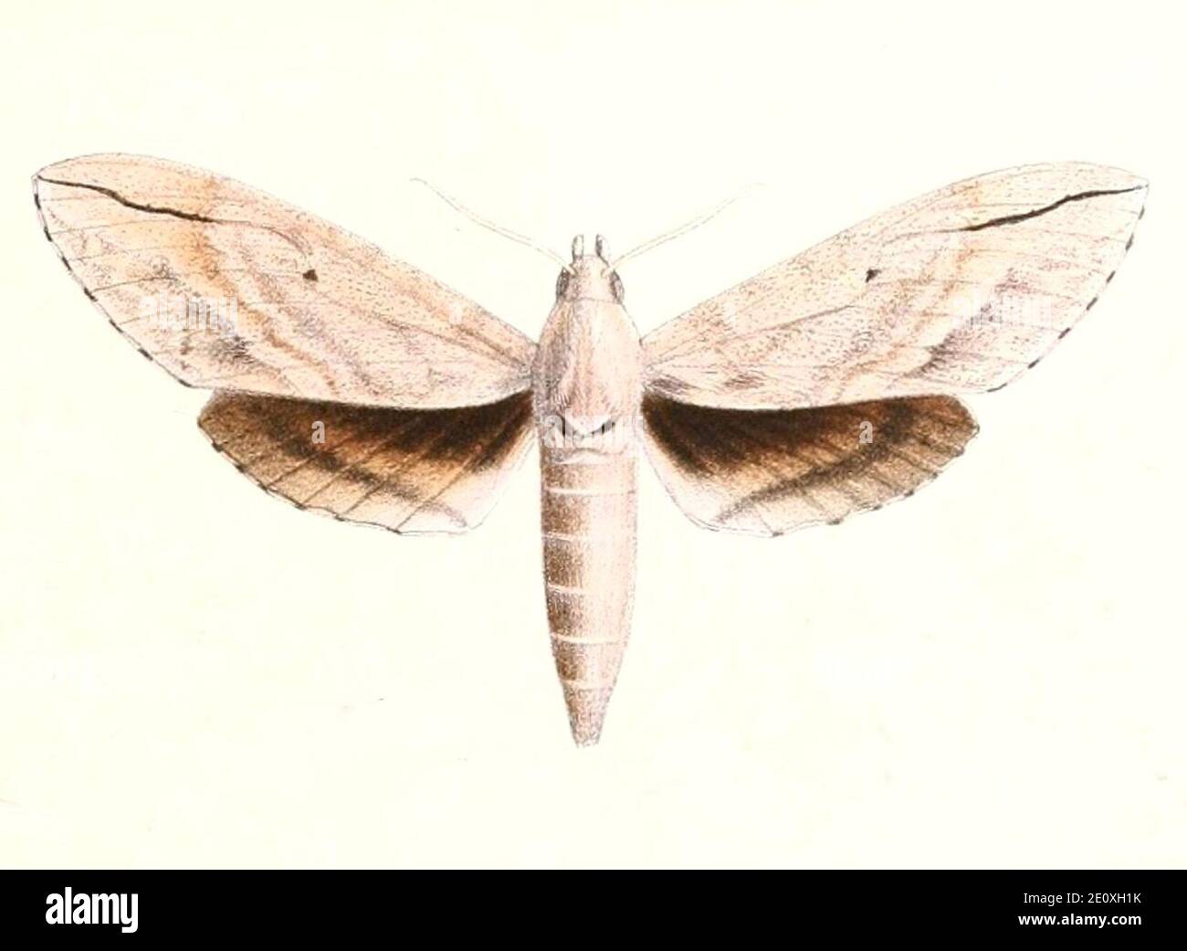 Bethia hi-res stock photography and images - Alamy