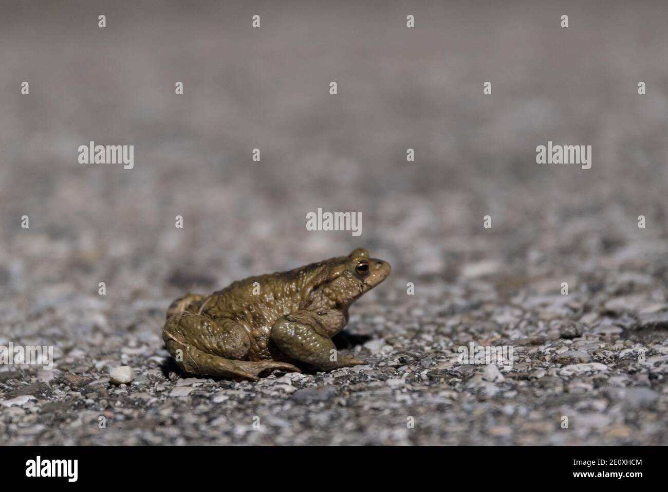 Toad On Damp Asphalt - Paddock From A Frog S Eye View Stock Photo - Alamy