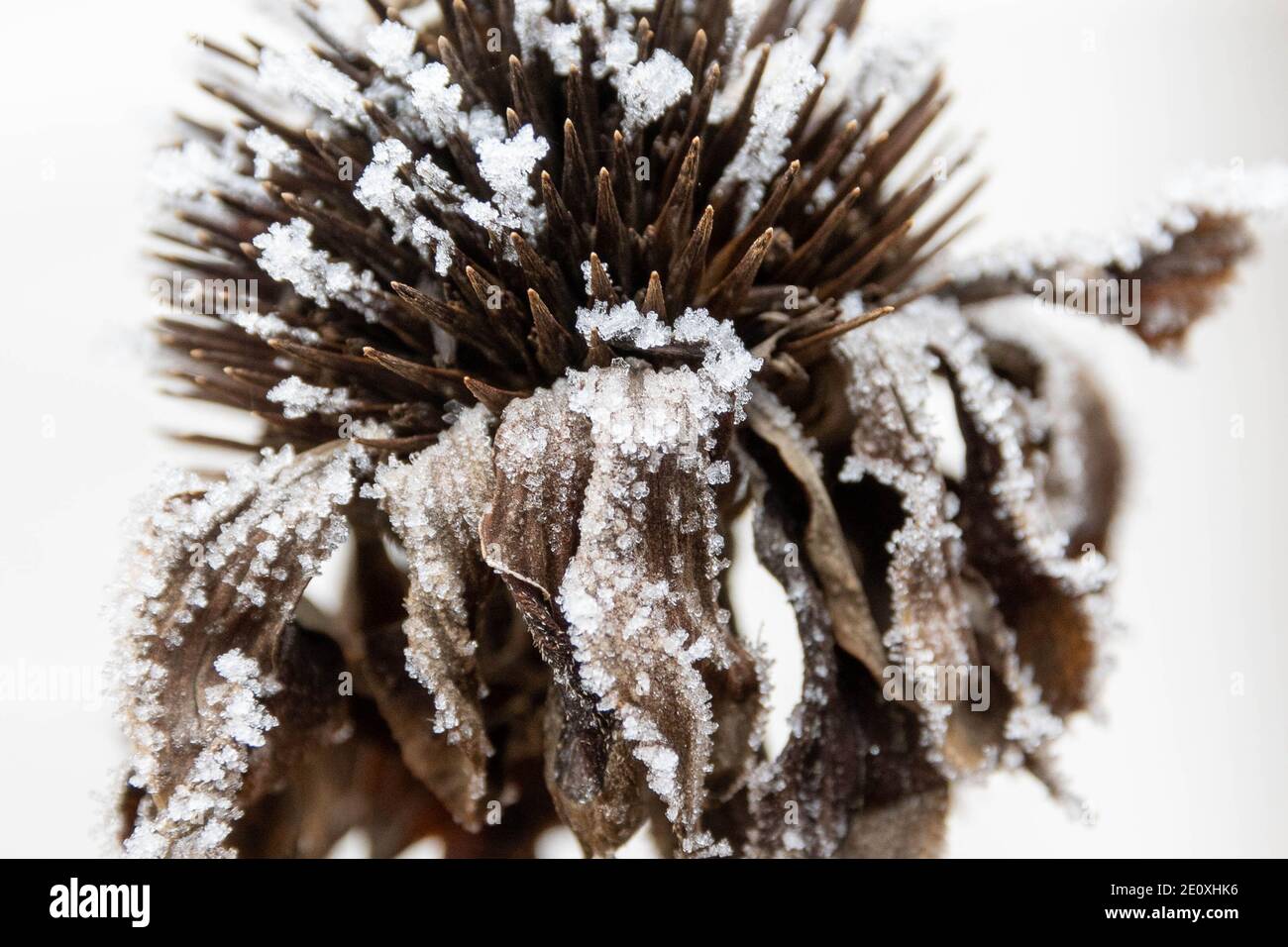 Echinacea winter hi-res stock photography and images - Alamy