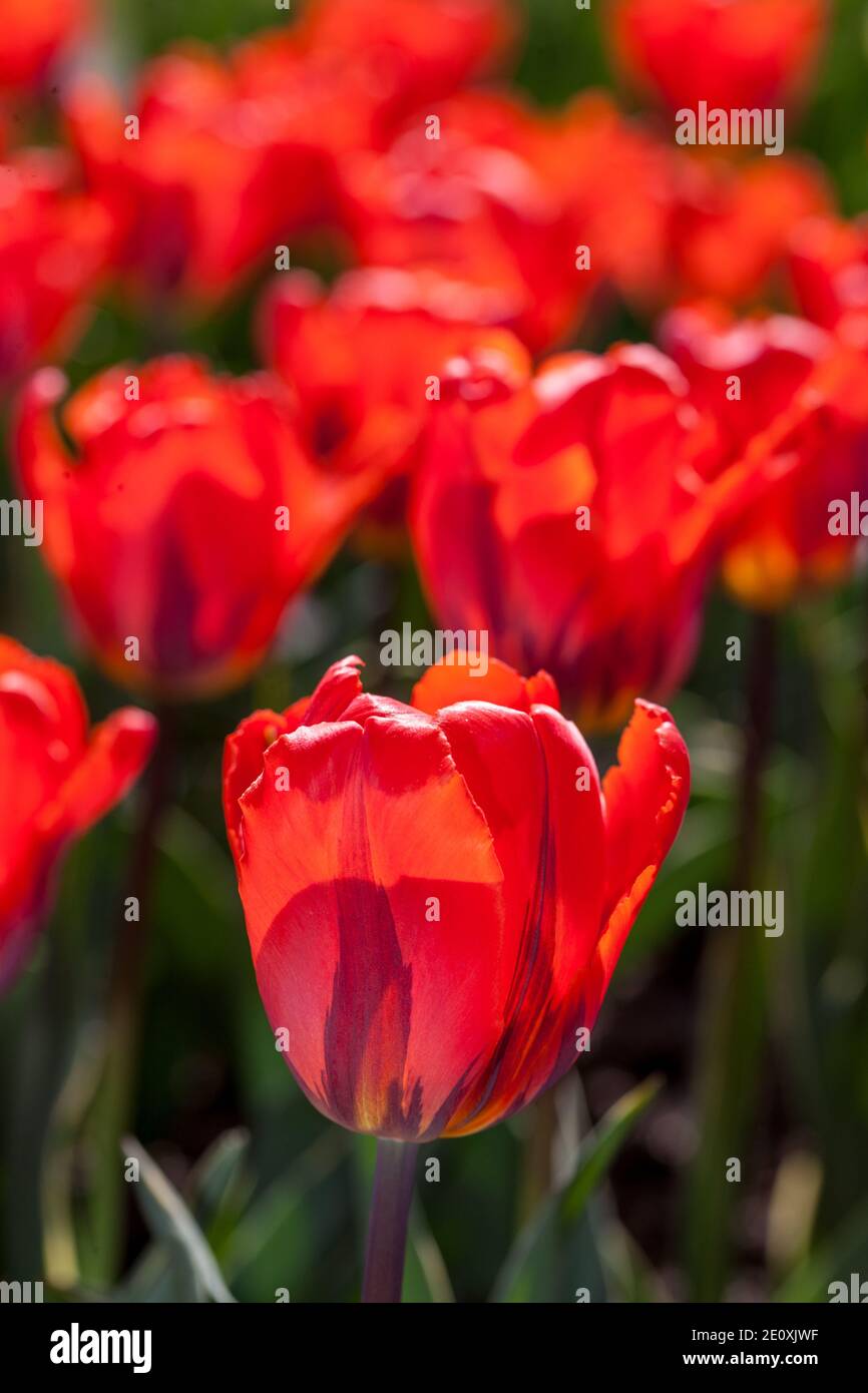 Tulip fire hi-res stock photography and images - Alamy