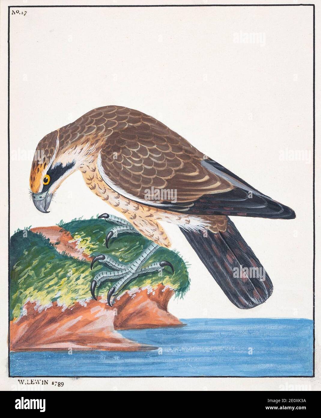 Lewin-5 - Lanner - 1789 Stock Photo - Alamy