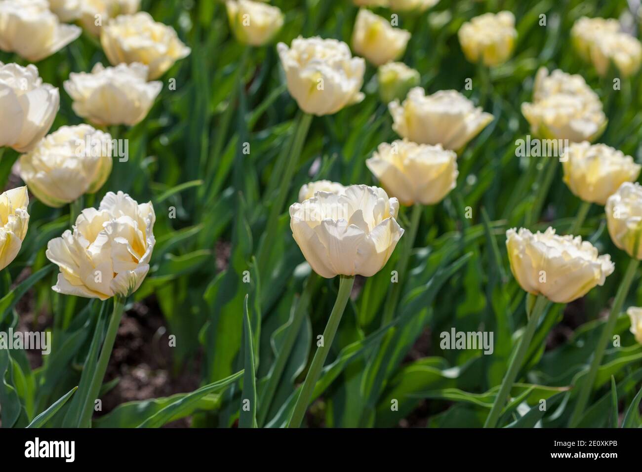 'Verona' Double Early Tulip, Tidig fylld tulpan (Tulipa gesneriana ...