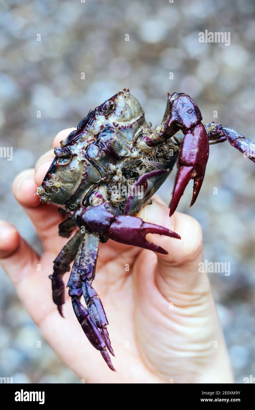 Image of Field crab in hand Stock Photo - Alamy