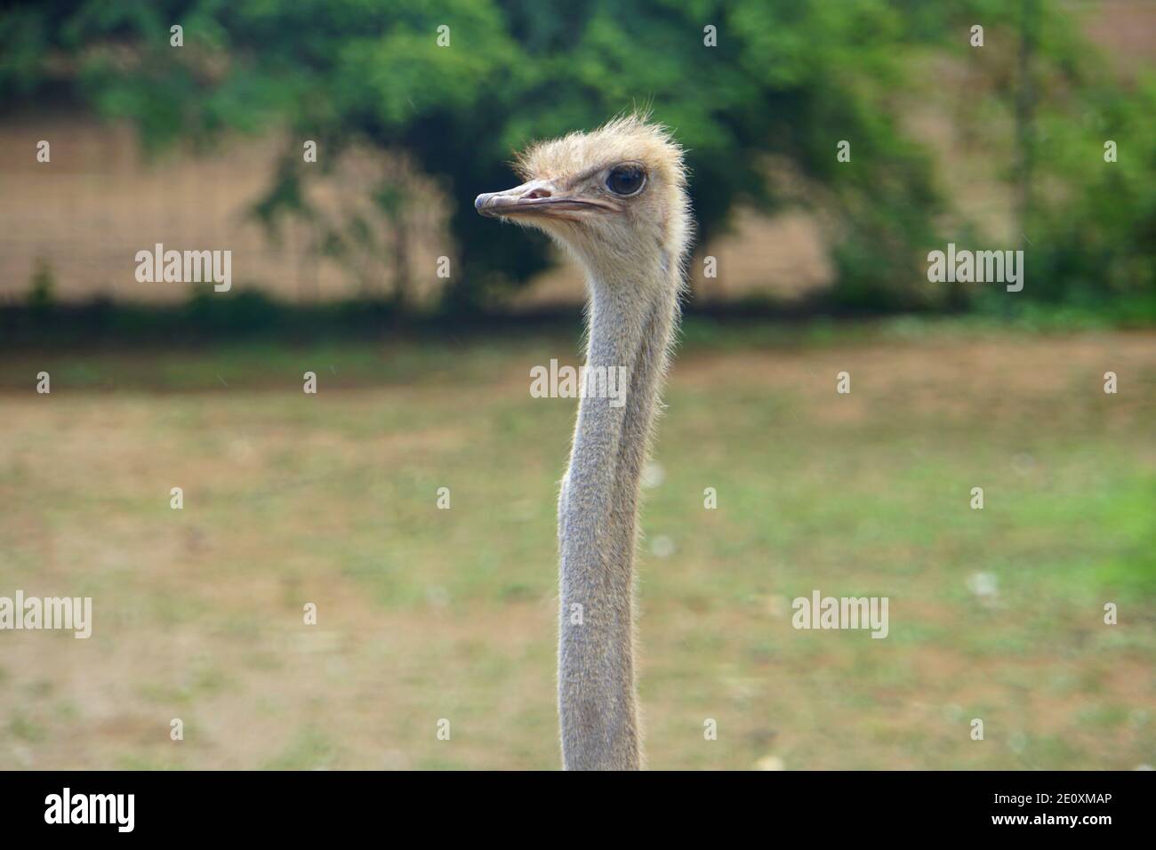 Close up of the head of an ostrich with a long neck Stock Photo - Alamy