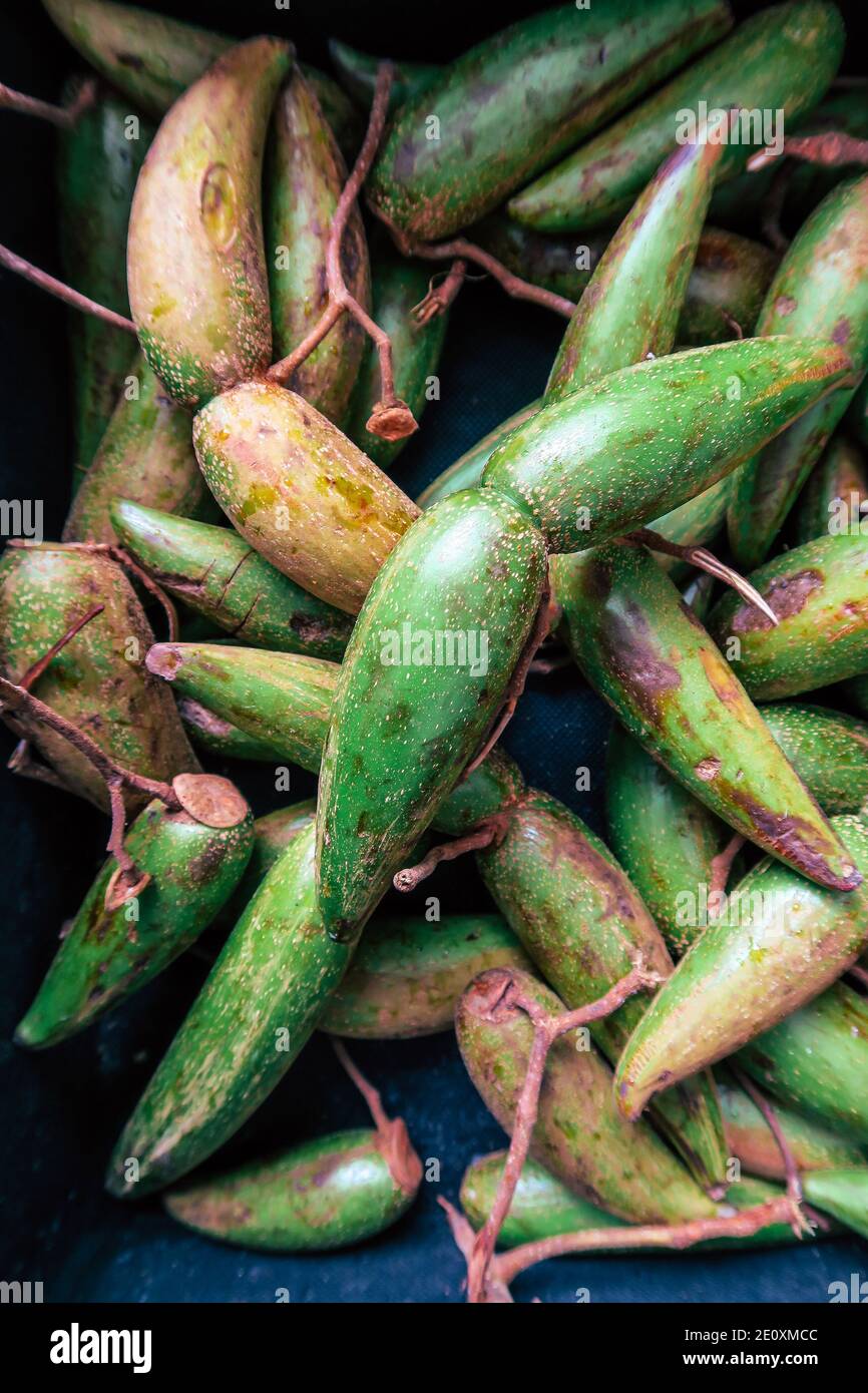 Fresh Dittoceras Maculatum Kerr Fruits, It is a rare fruit from Doi Phu ...