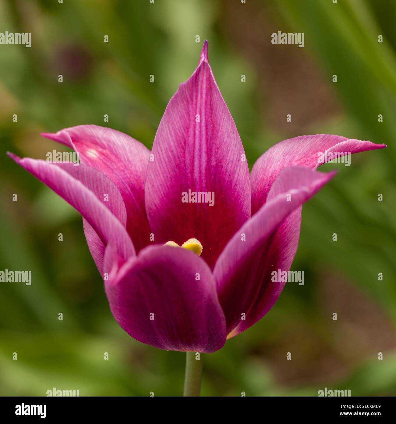 Maytime hi-res stock photography and images - Alamy