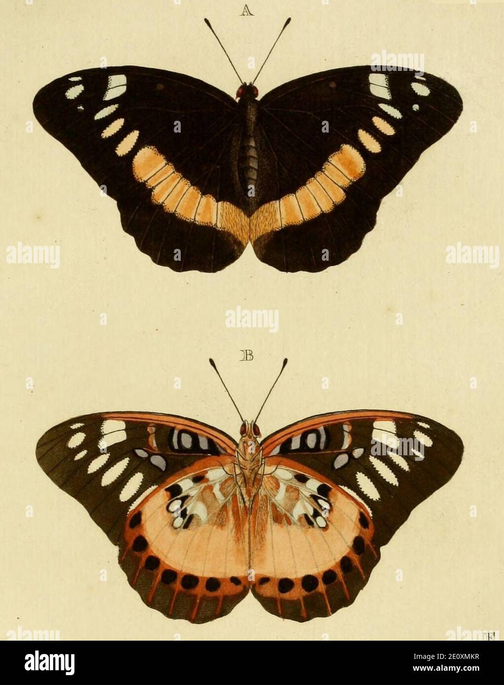 Lexias hi-res stock photography and images - Alamy