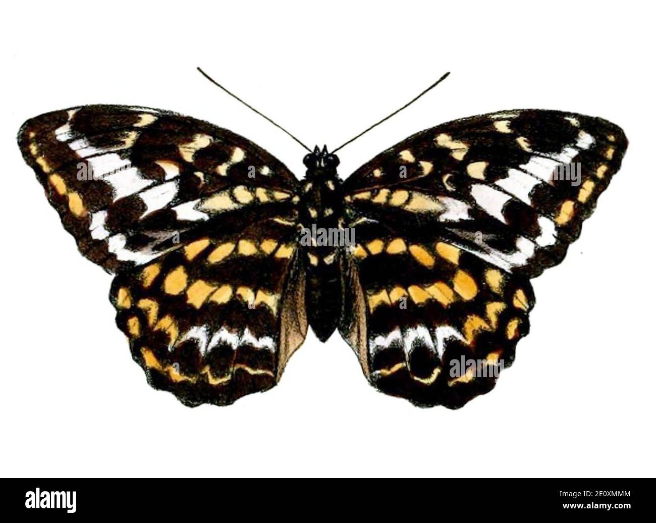 Lexias hi-res stock photography and images - Alamy