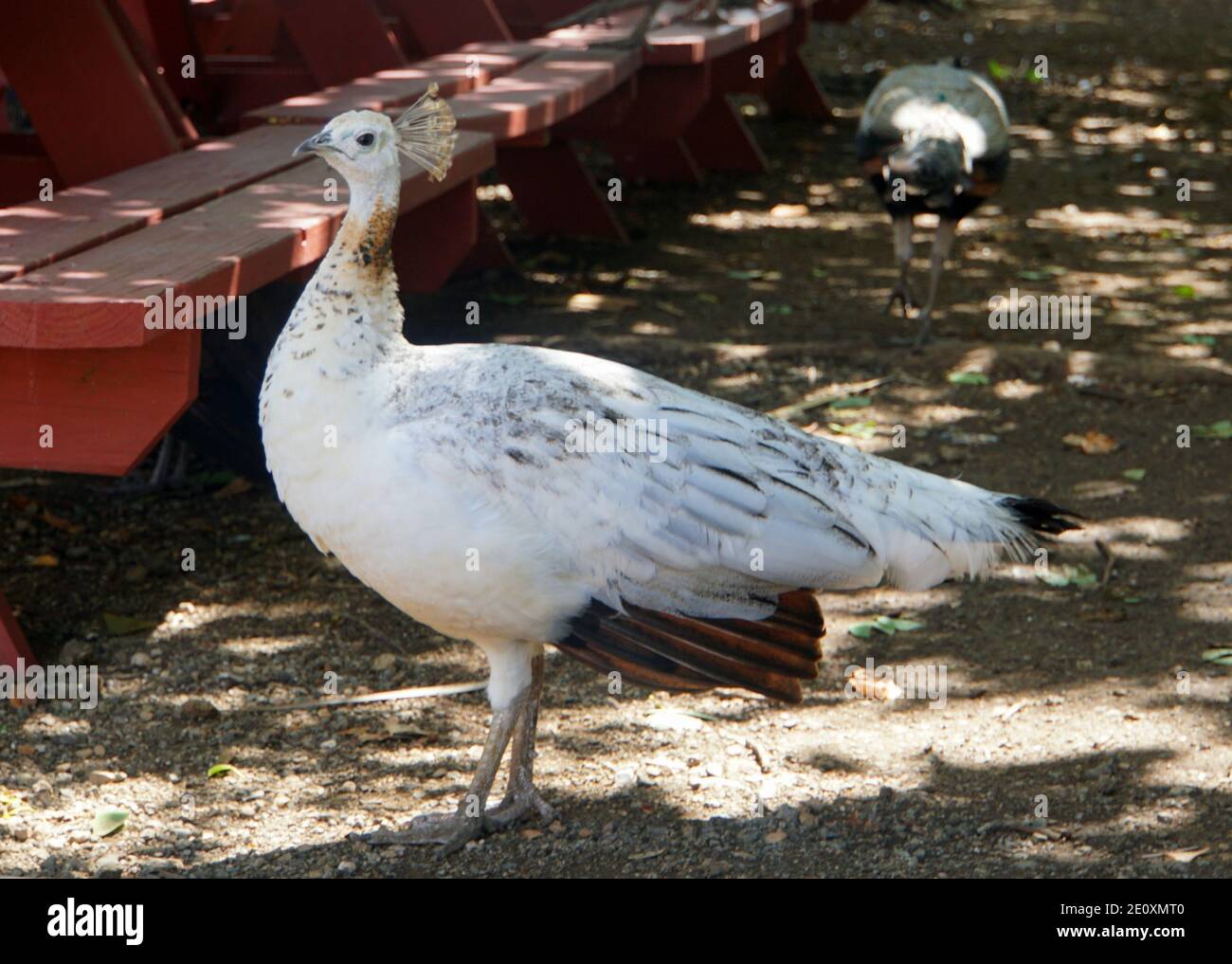 A beautiful white peacock on the ground Stock Photo - Alamy