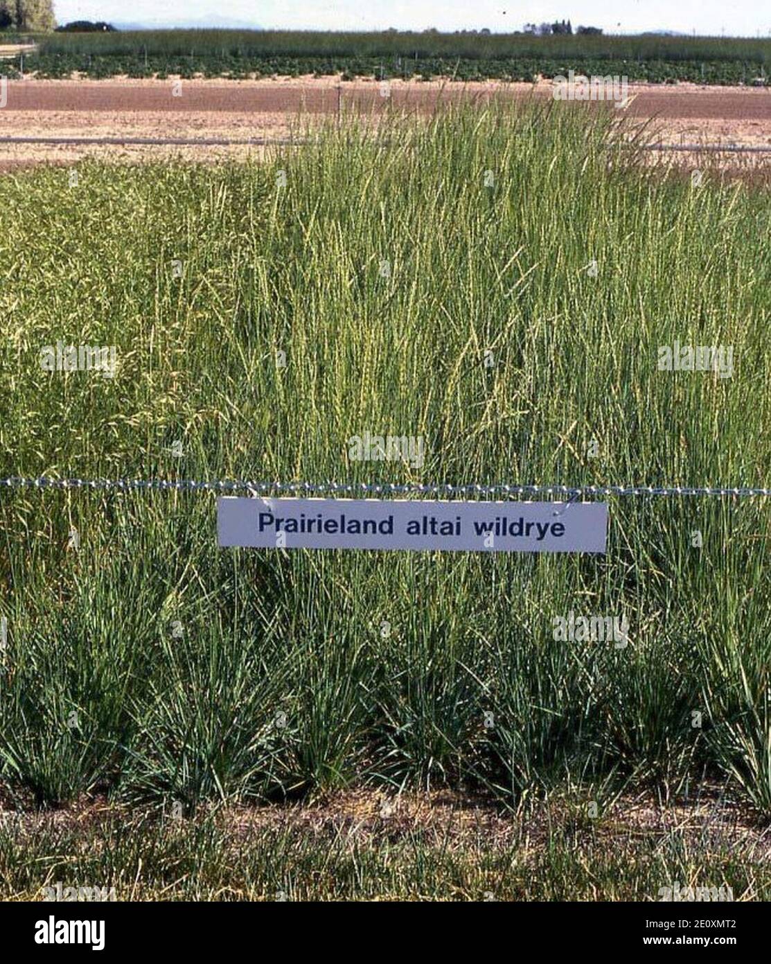 Angustus hi-res stock photography and images - Alamy