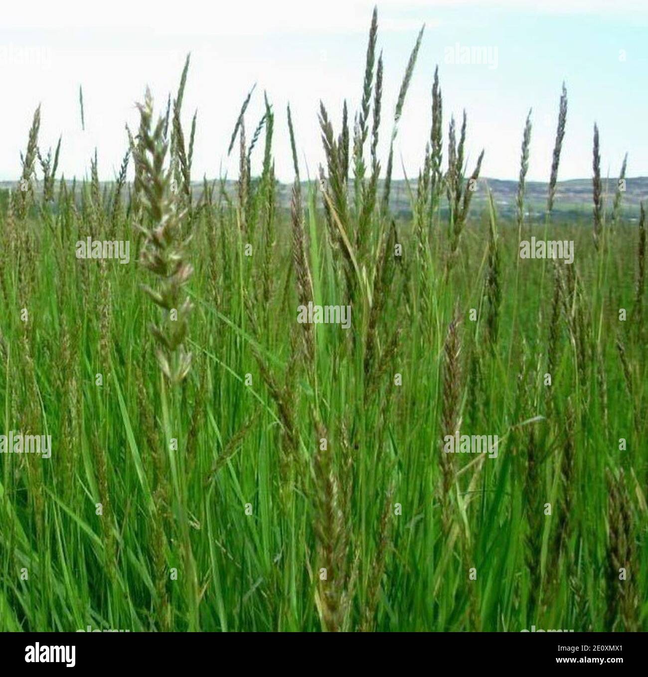 Multicaulis hi-res stock photography and images - Alamy