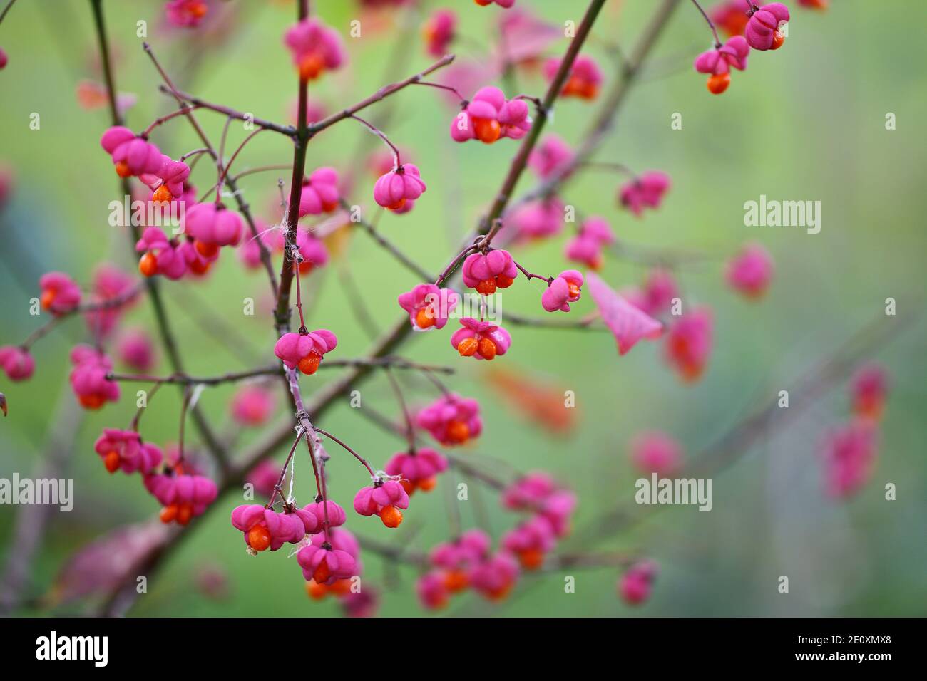 Spindle tree bird hi-res stock photography and images - Alamy