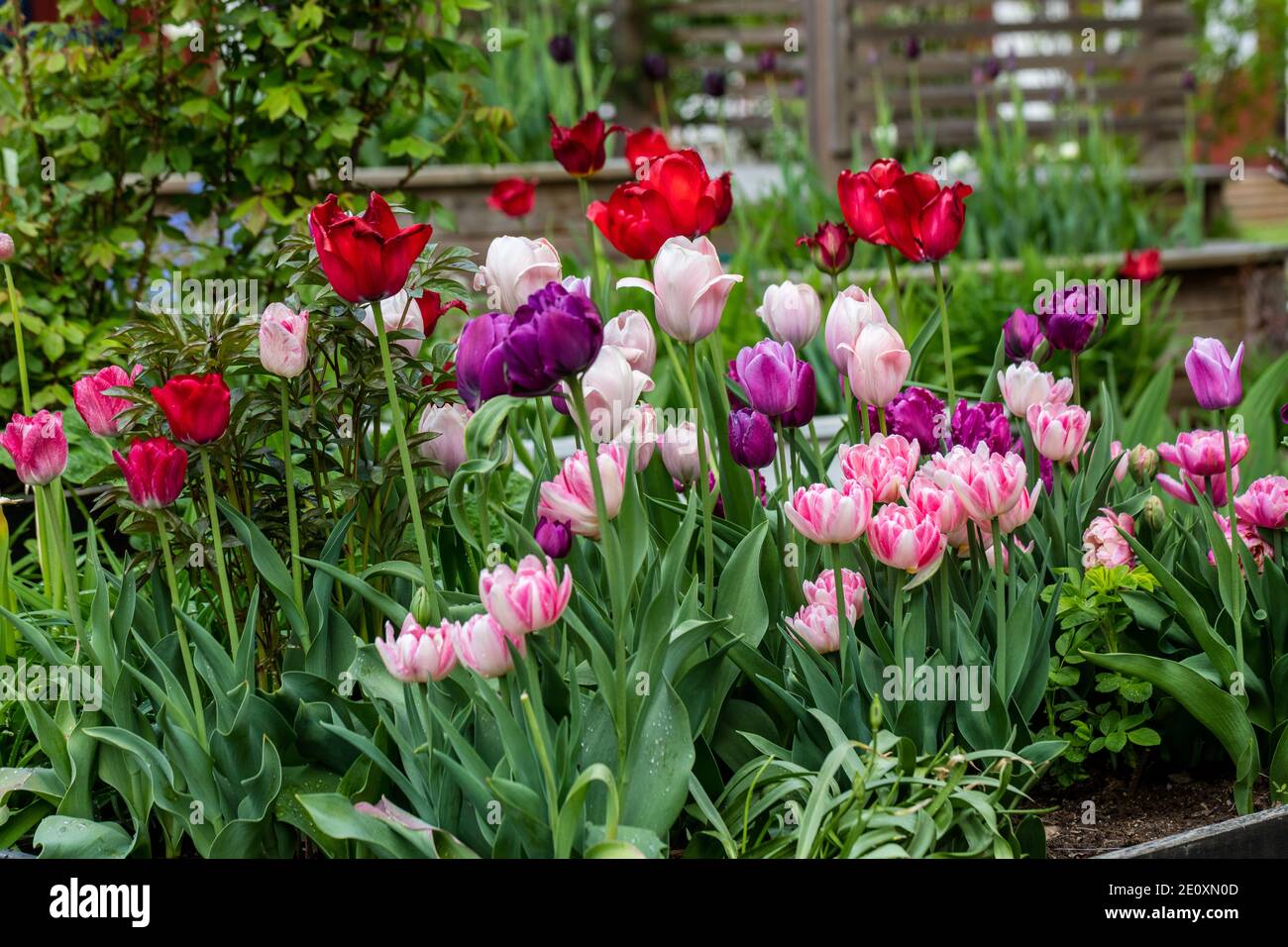 Tulip foxtrot double early tulip hi-res stock photography and images ...