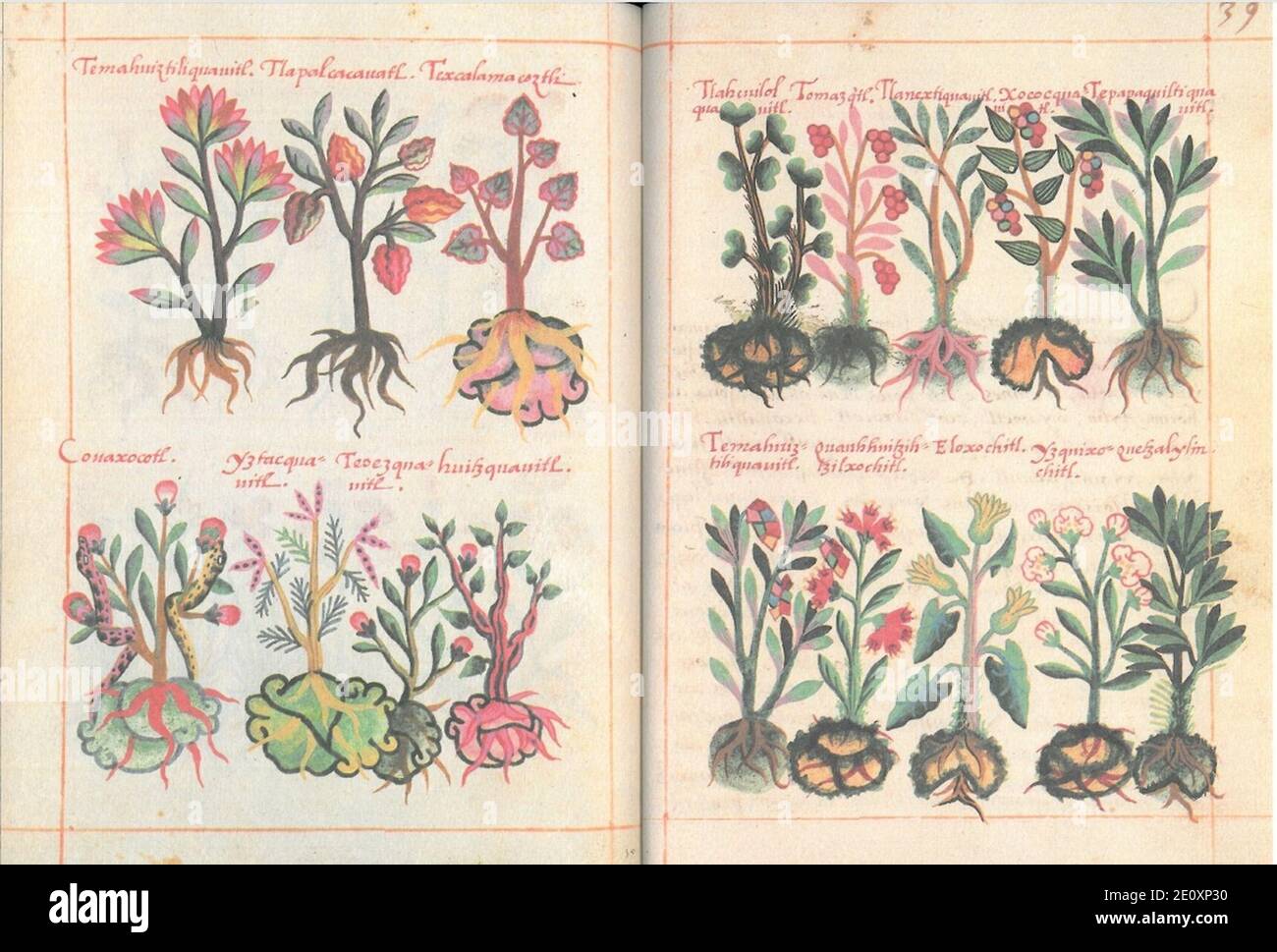 Libellus de medicinalibus hi-res stock photography and images - Alamy