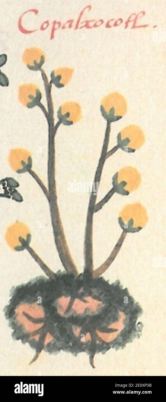 Copal tree hi-res stock photography and images - Alamy