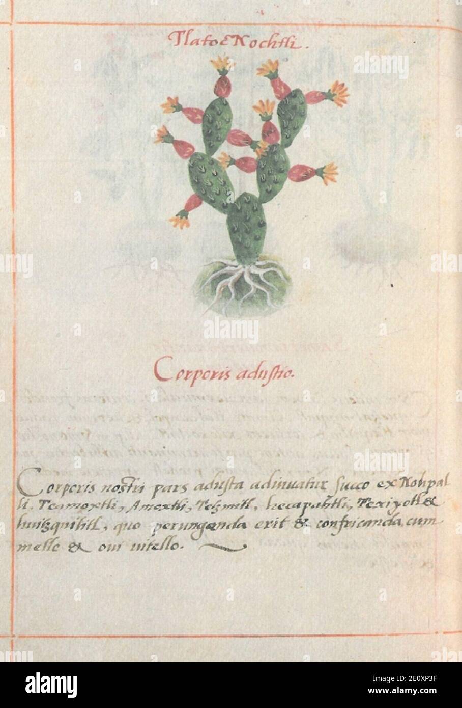 Libellus de medicinalibus Indorum herbis f. 49v Stock Photo - Alamy