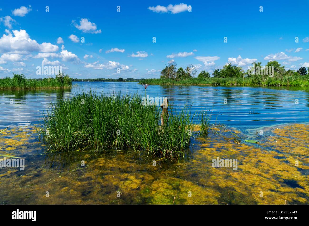 Blooming algae hi-res stock photography and images - Alamy