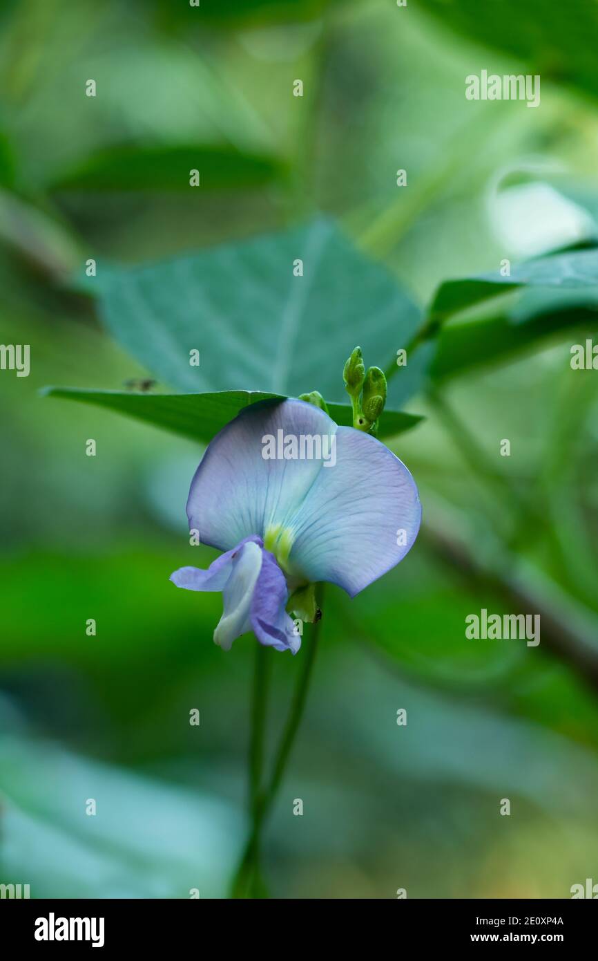 Psophocarpus tetragonolobus hi-res stock photography and images - Alamy