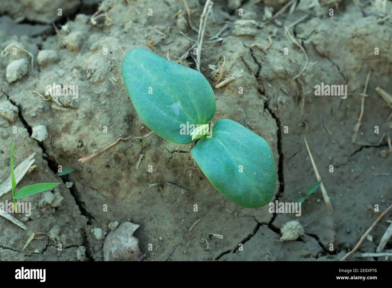 Growing pumpkin tree from seedling plant in home Stock Photo - Alamy