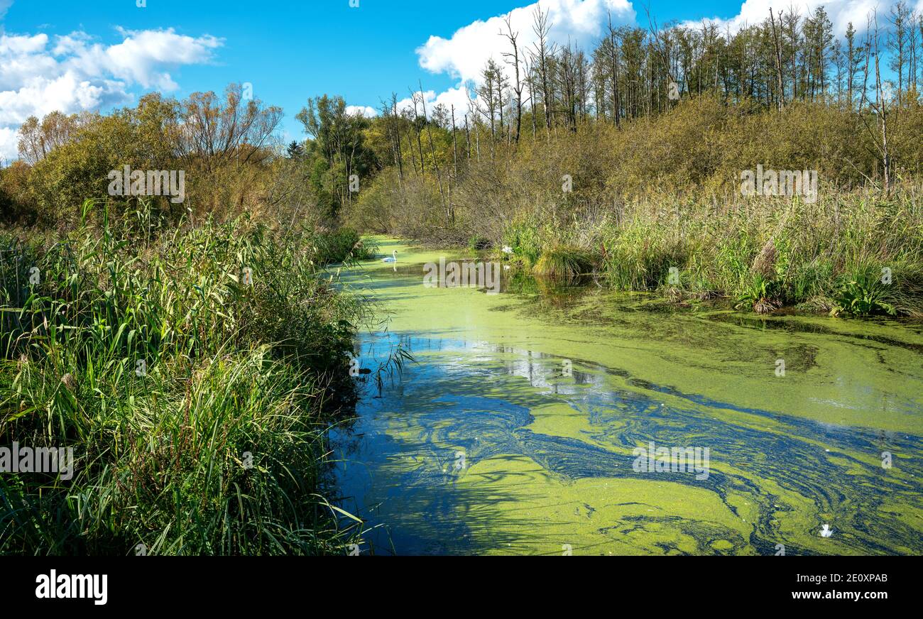 Lache lake hi-res stock photography and images - Alamy