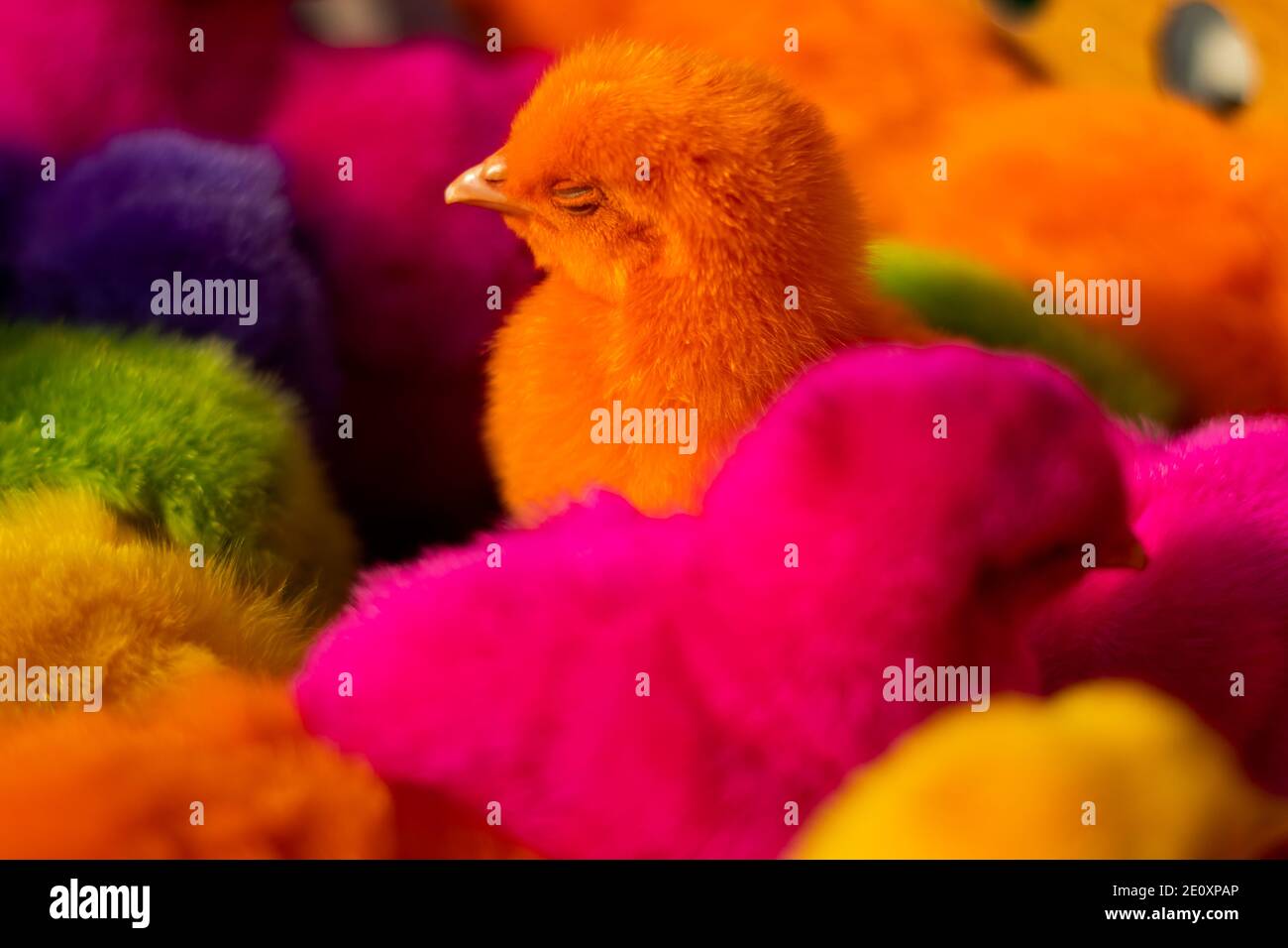 Colour Baby Chicken Images