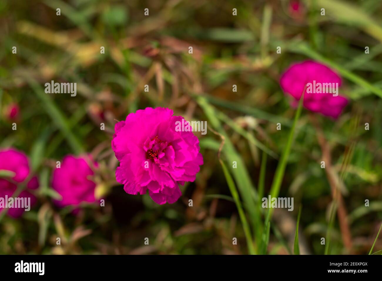 Super hot pink color grass flowers in horticulture center plant Stock ...