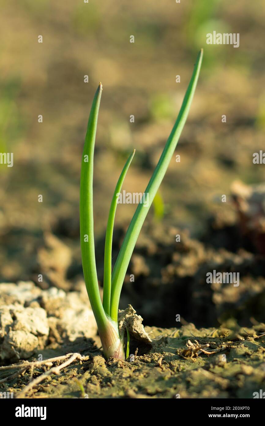 Bangladesh Biggest field Onions plantation Stock Photo - Alamy