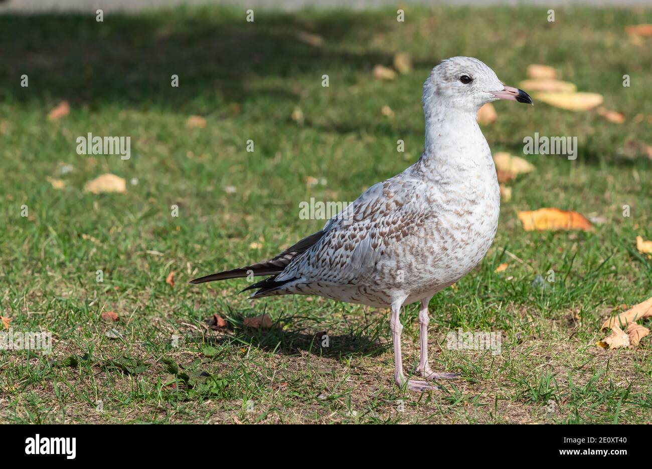 A close up portrait shot of seagull standing on a grassland on sunny ...