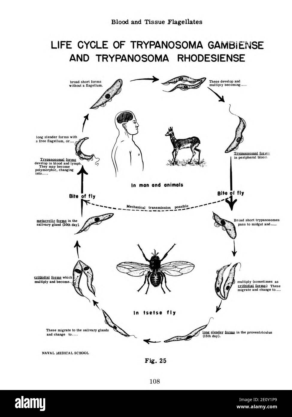 Life cycle of Trypanosoma gambiense and Trypanosoma rhodesiense ...