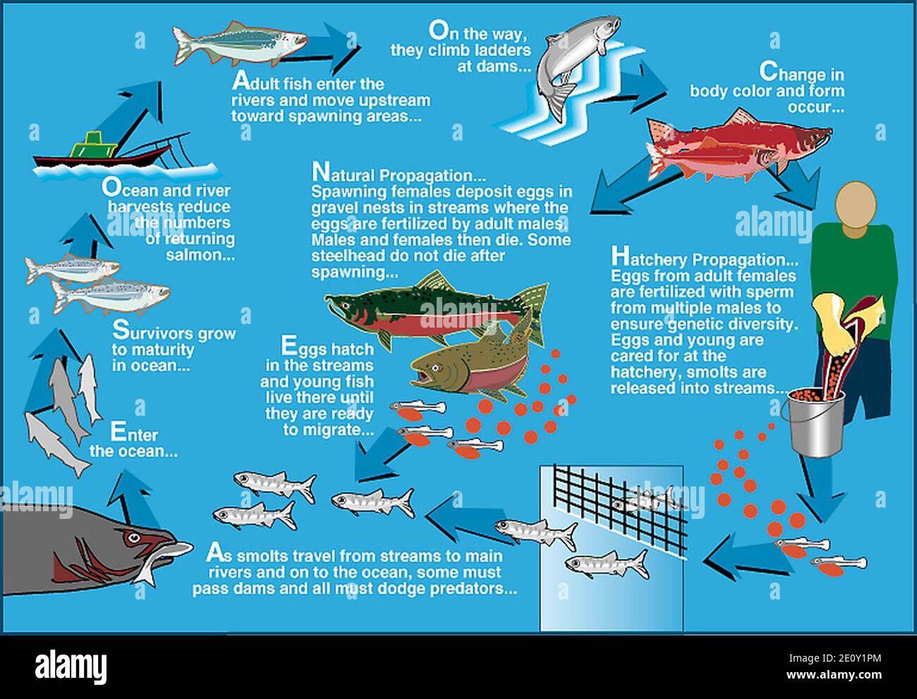 Life cycle of Pacific salmon Stock Photo - Alamy