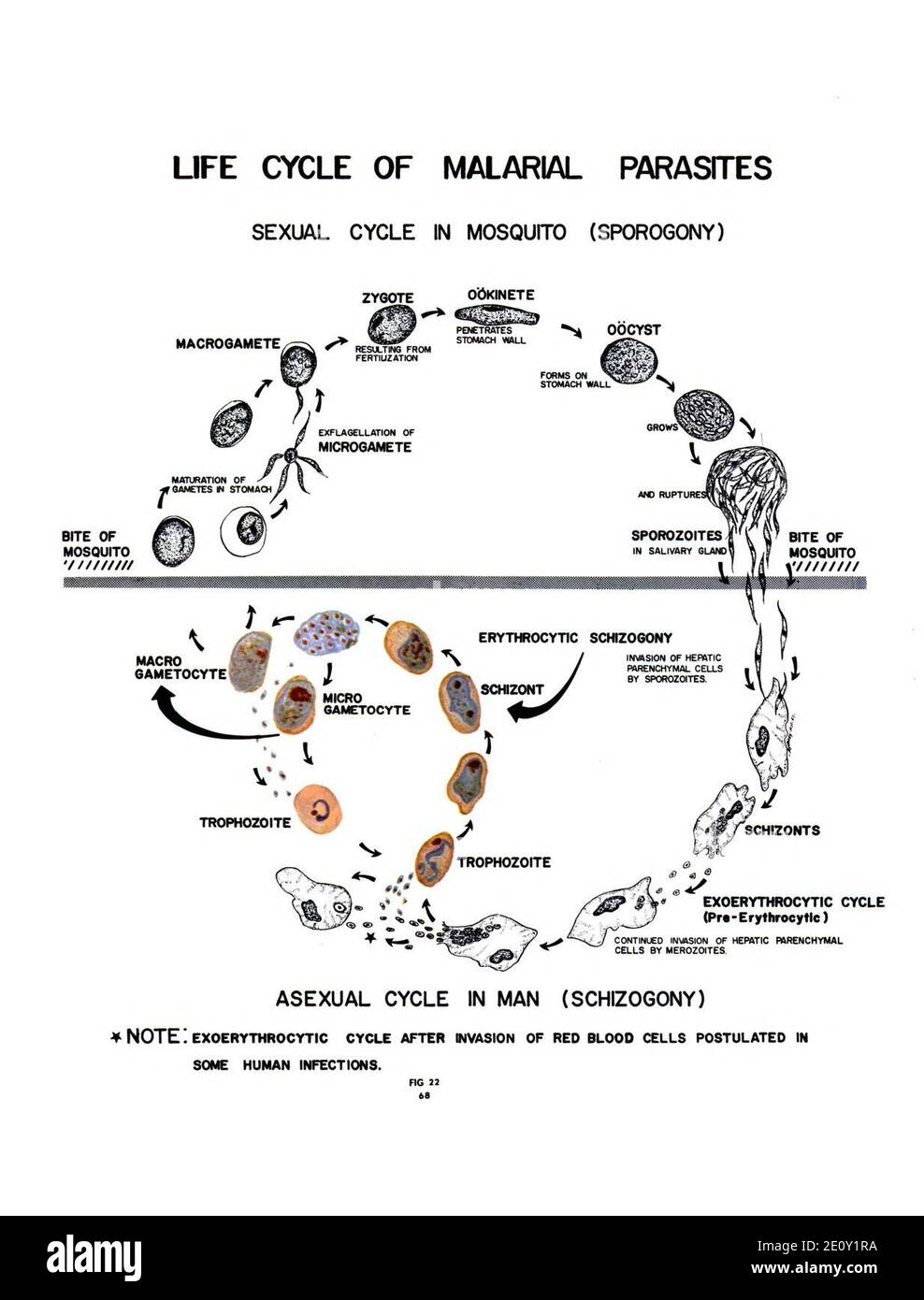 Life cycle of malarial parasites, extracted from Medical protozoology ...