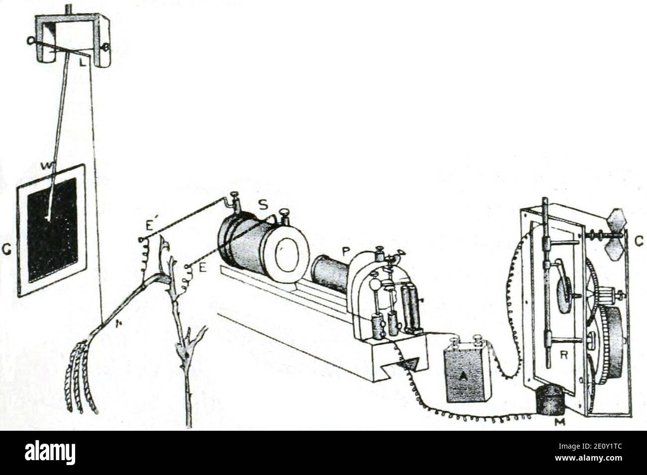 Life Movements in Plants Vol 1 Fig 14 Stock Photo - Alamy