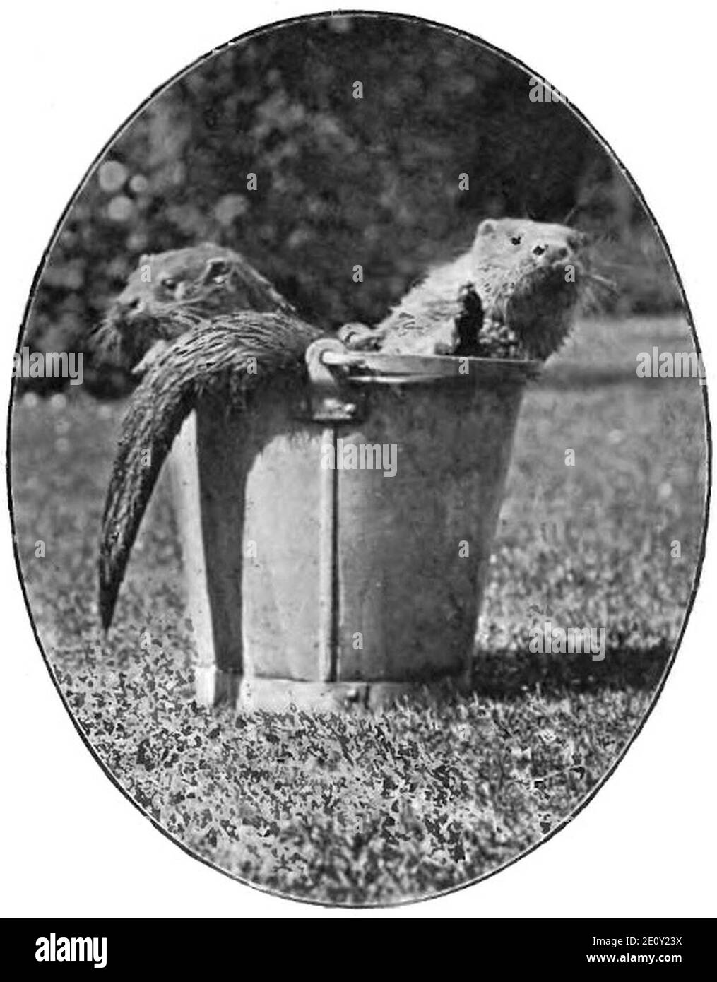 Otter life Black and White Stock Photos & Images - Alamy