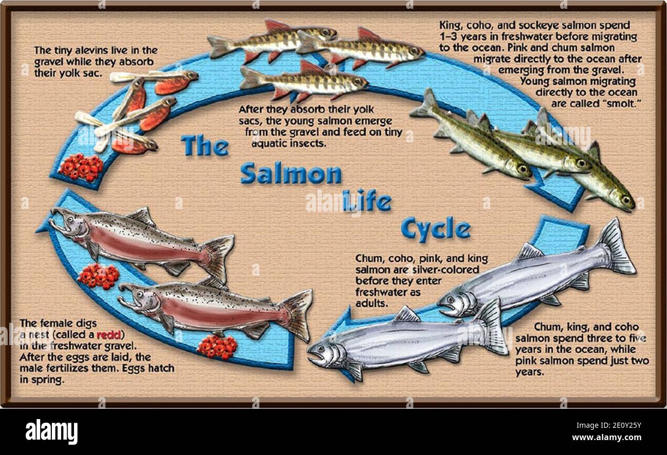 Lifecycle of Pacific salmon Stock Photo - Alamy