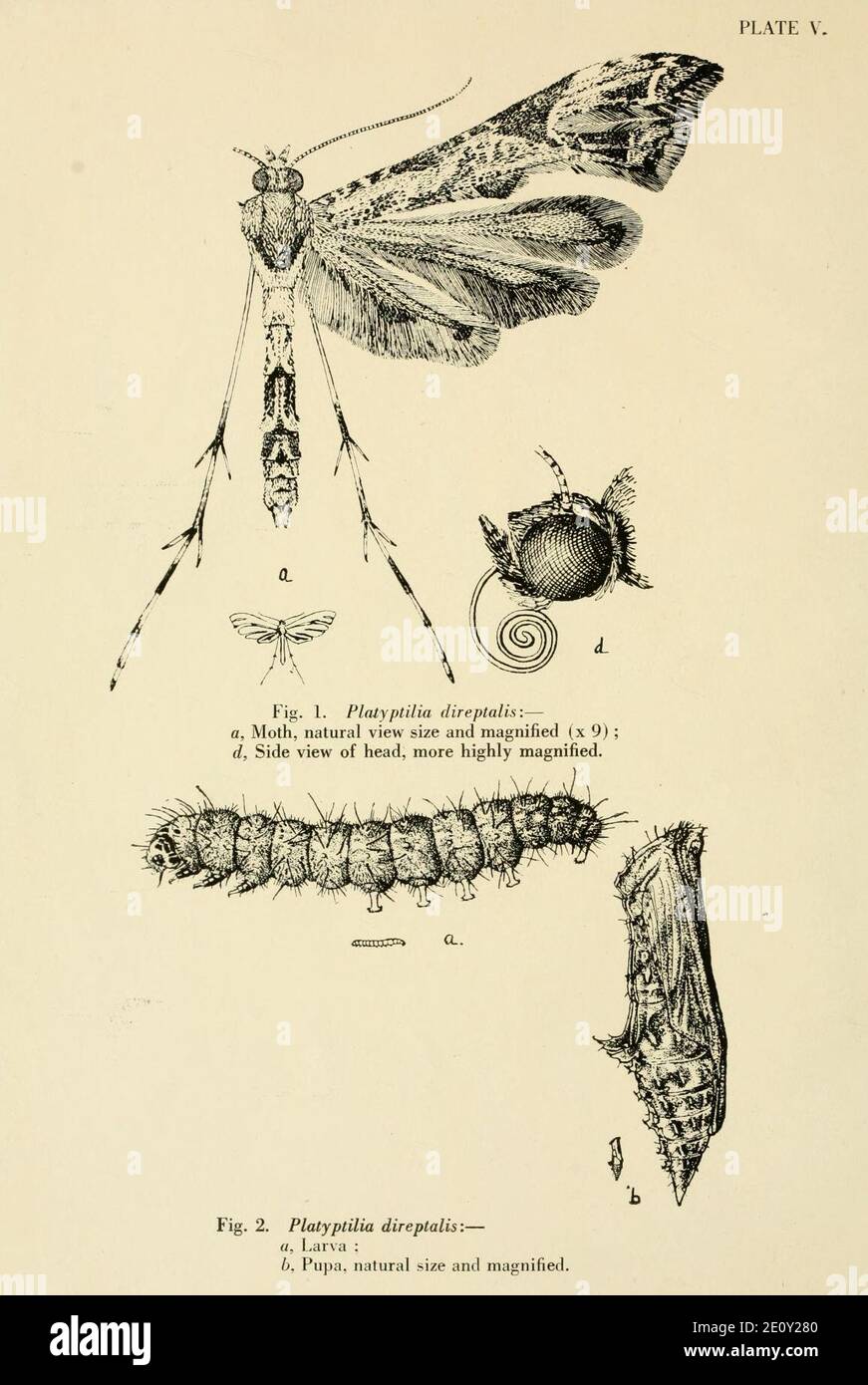 Life-histories of Indian insects Stock Photo - Alamy