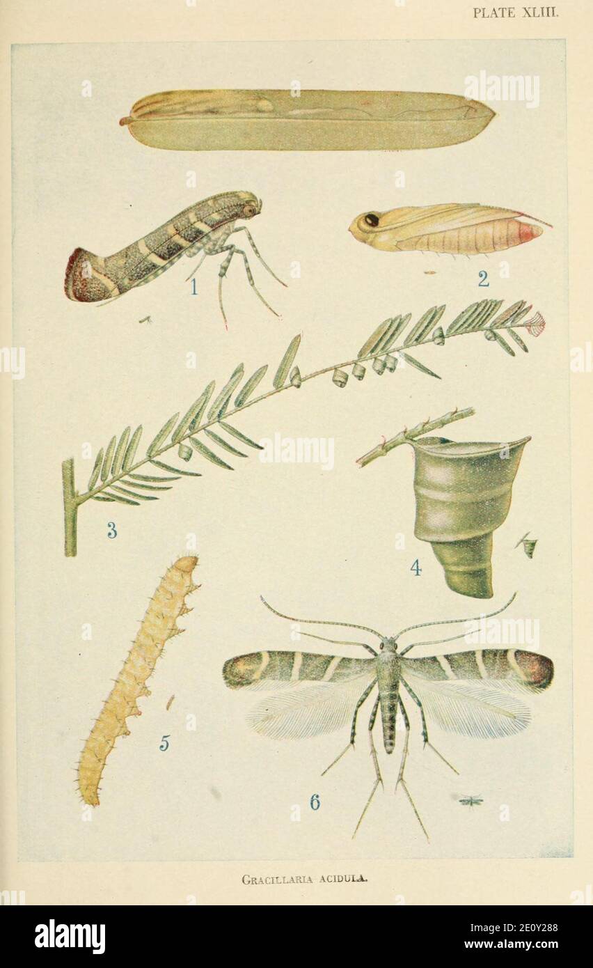 Indian insects hi-res stock photography and images - Alamy